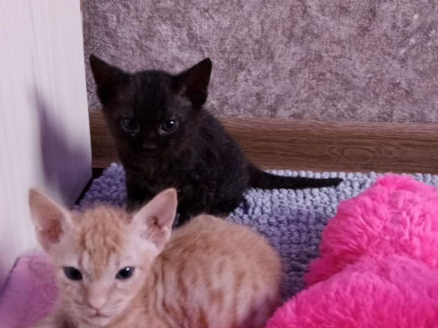 Котята смесь