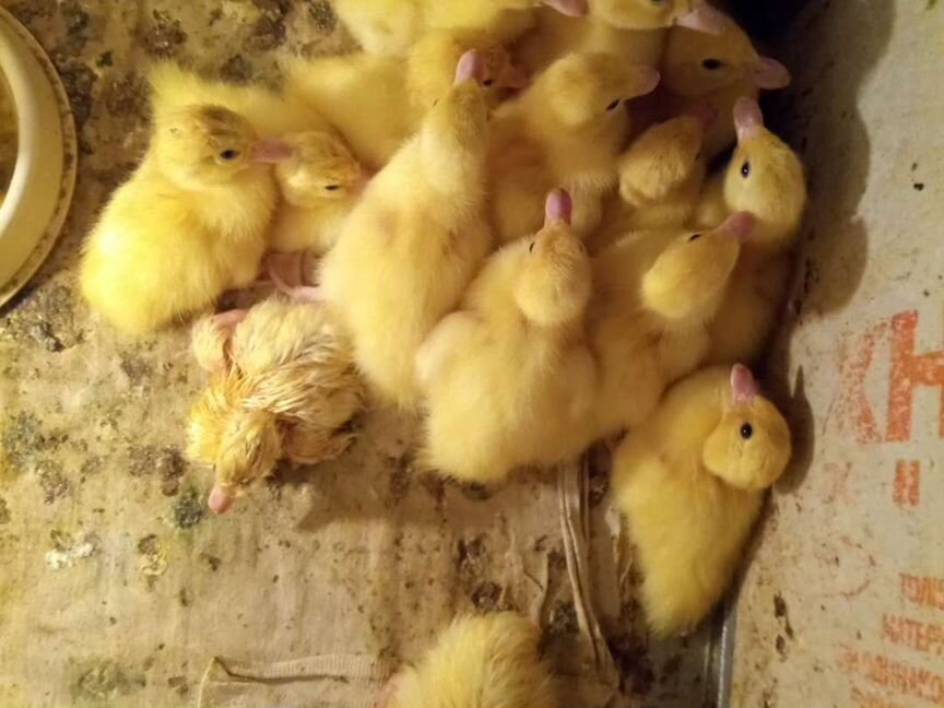 Суточные индоутята