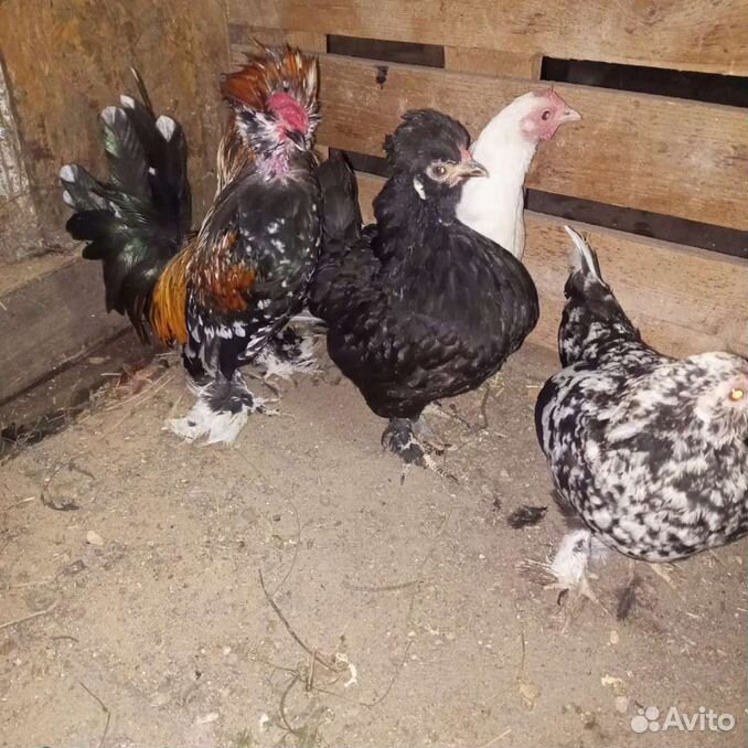 Курочки породистые