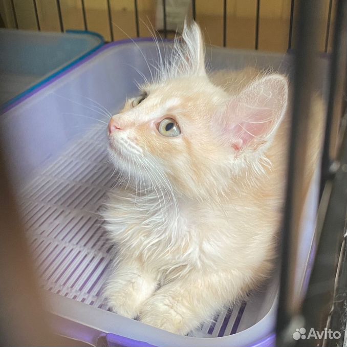 Рыжий ласковый мальчик котёнок 2,5 м