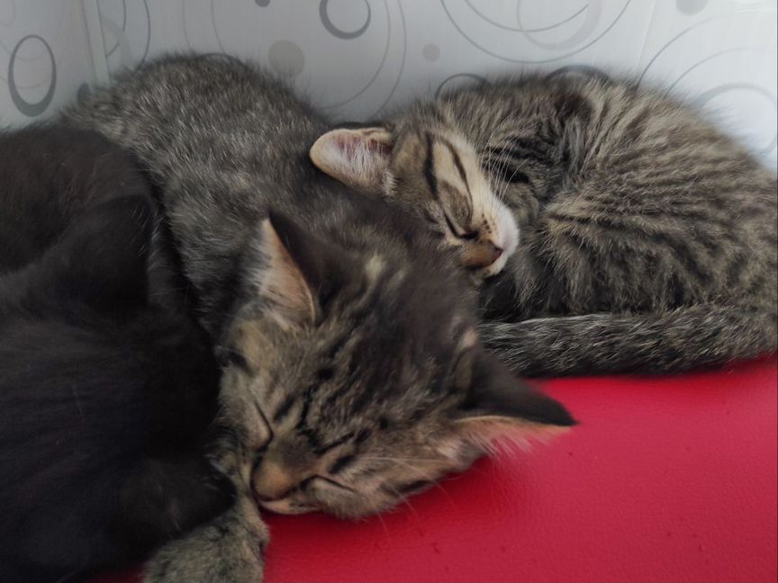 Котята в добрые руки
