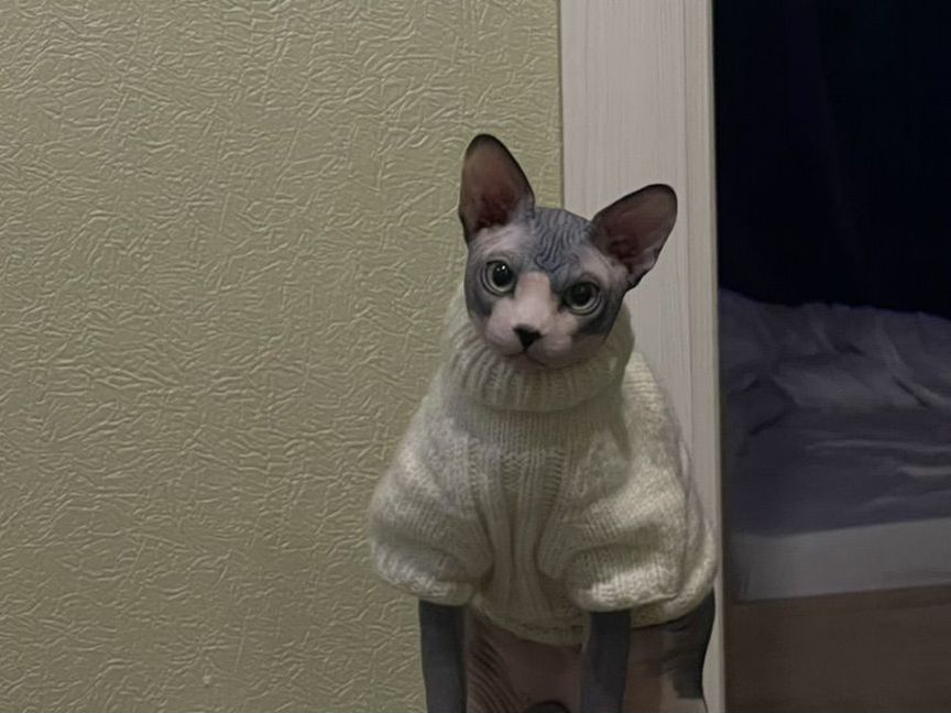 Канадский сфинкс вязка