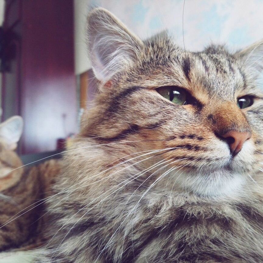 Отдам кота в добрые руки бесплатно