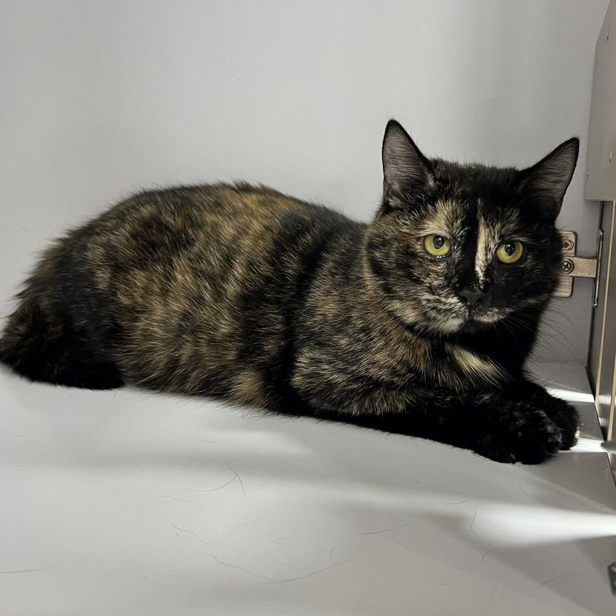 Взрослая, Девочка кошка в добрые руки