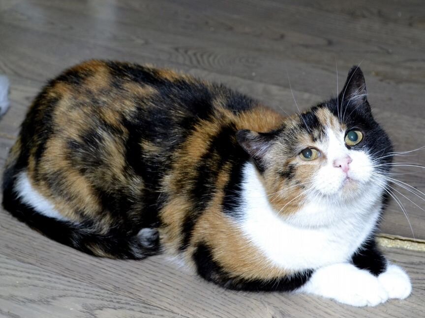 Кошка Муся