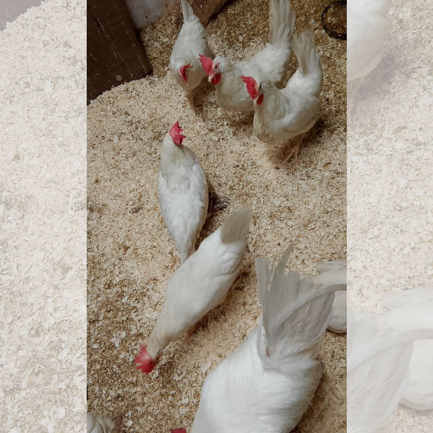 Куры несушки