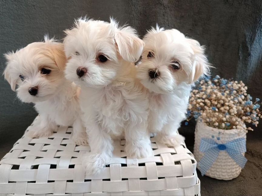 Мальтийская болонка мини