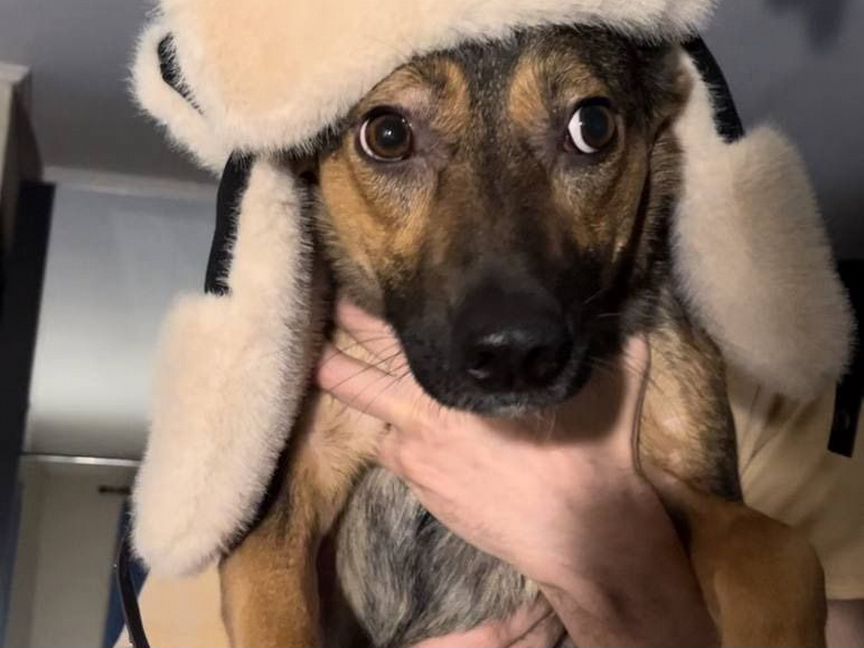 Собачка Алиса в добрые руки