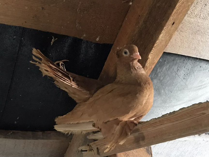 Голуби в Урюпинске