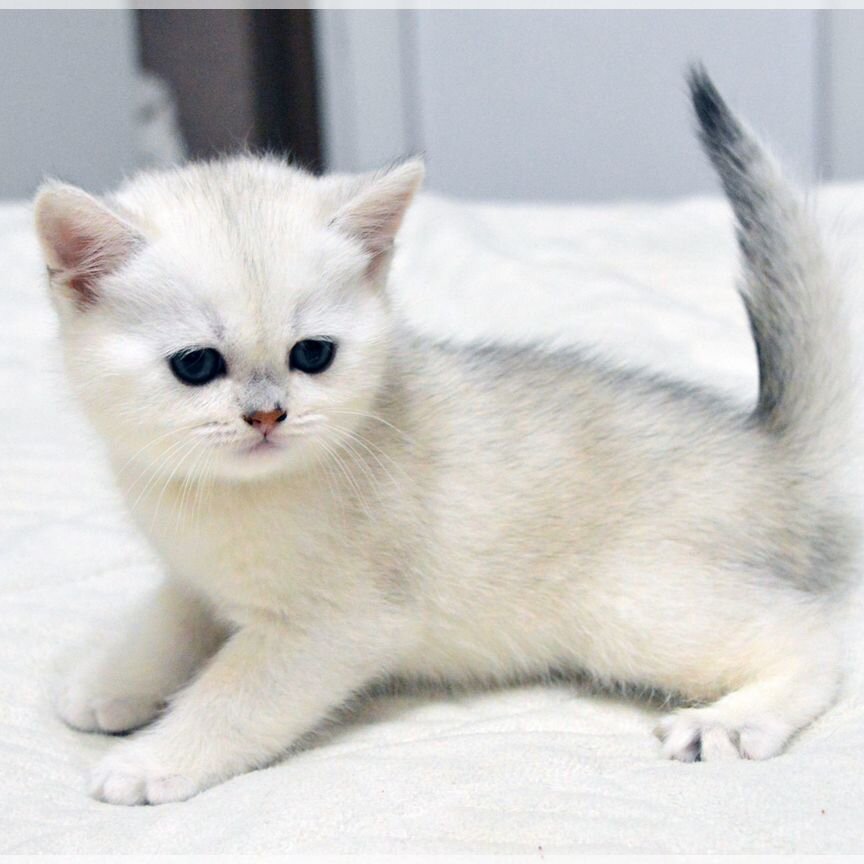 Шотландский прямоухий короткошёрстный котёнок