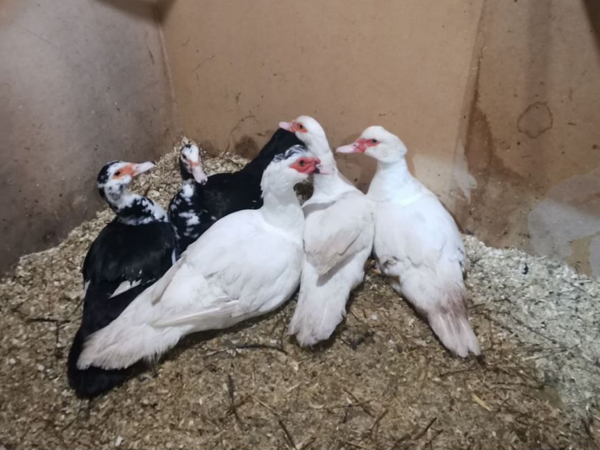 Индоутка мускусная утка