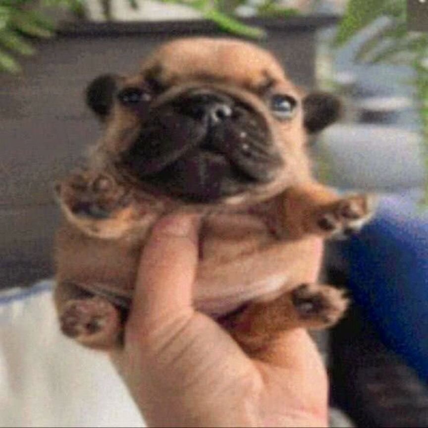 Продам собакена