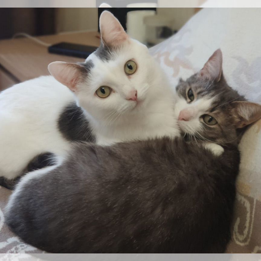 Отдам в добрые руки