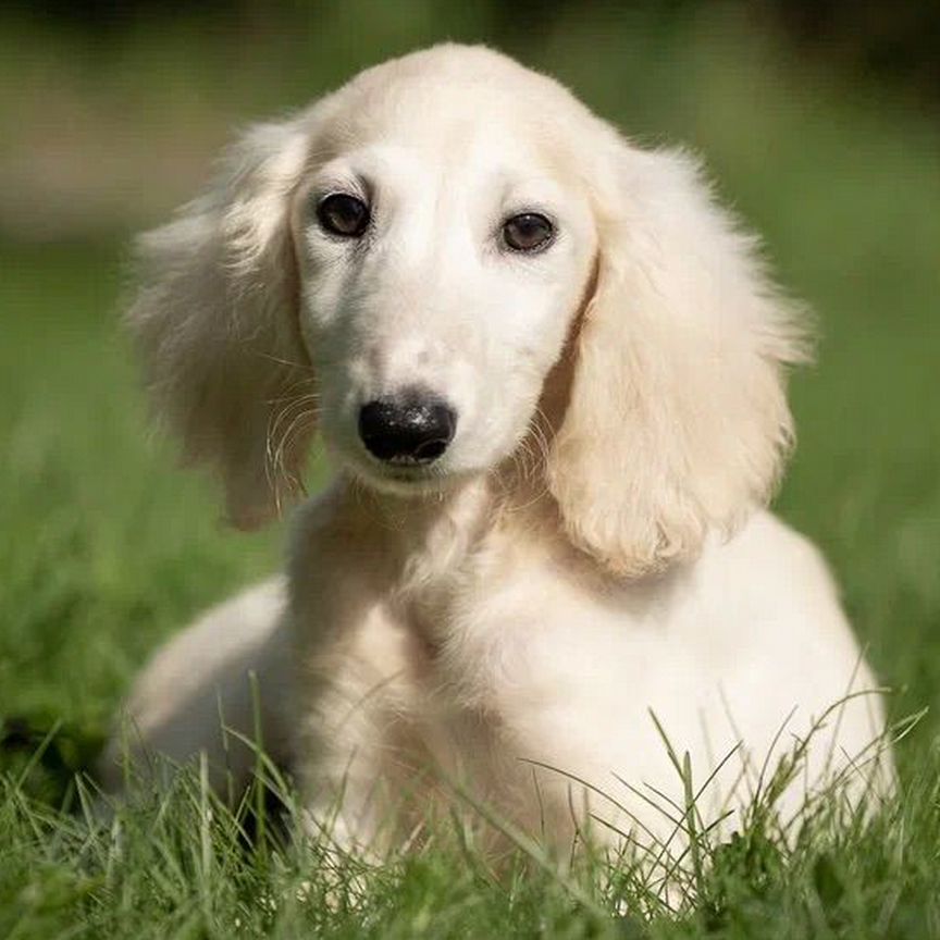 Салюки, щенок