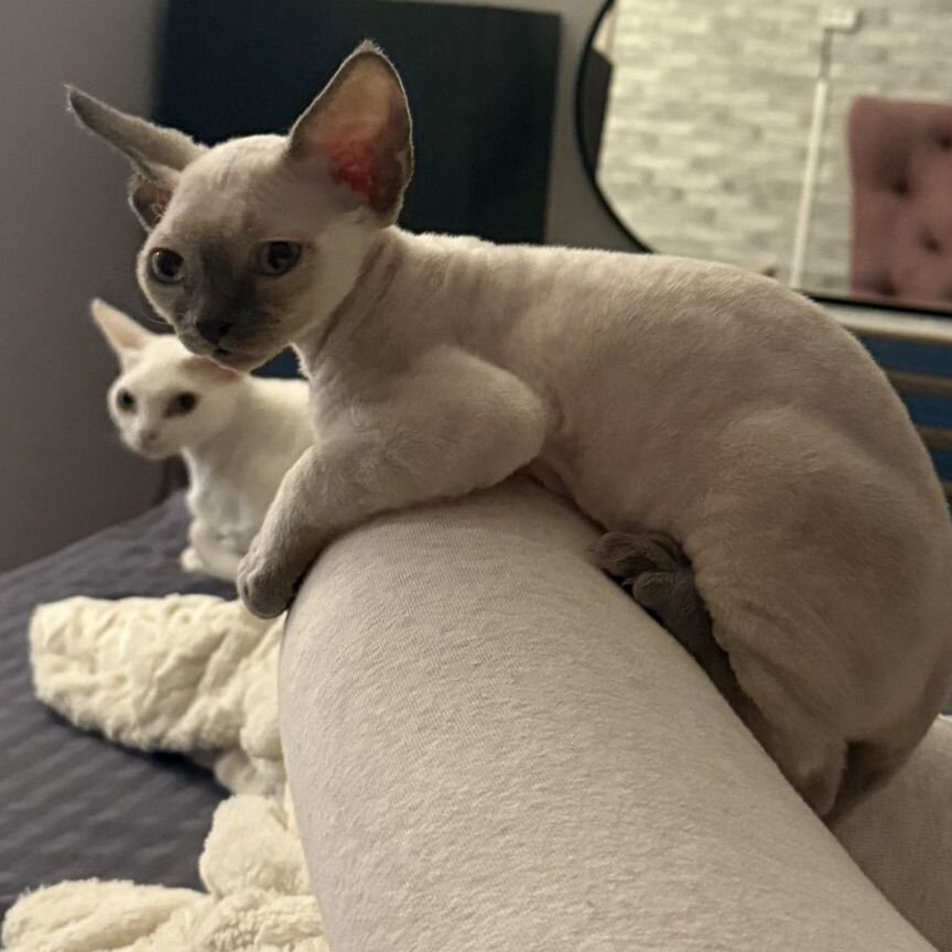 Девон-рекс котёнок