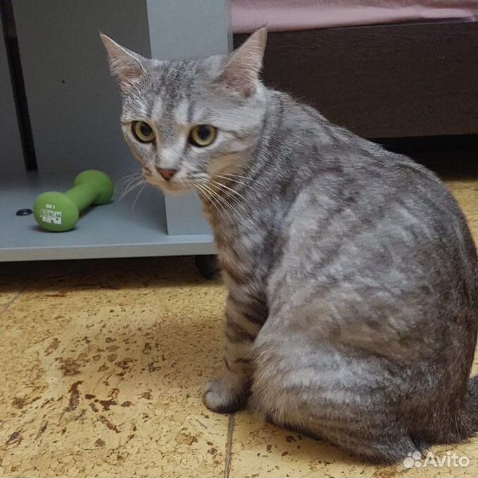 Красивая шотланская кошечка ищет дом в дар