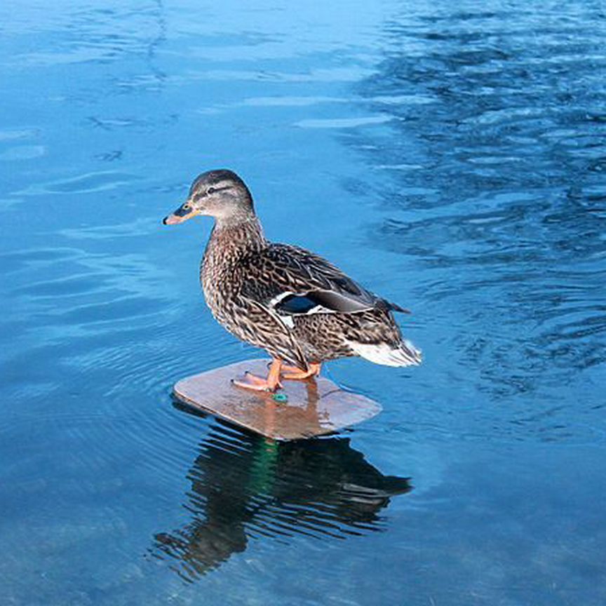 Подсадные утки