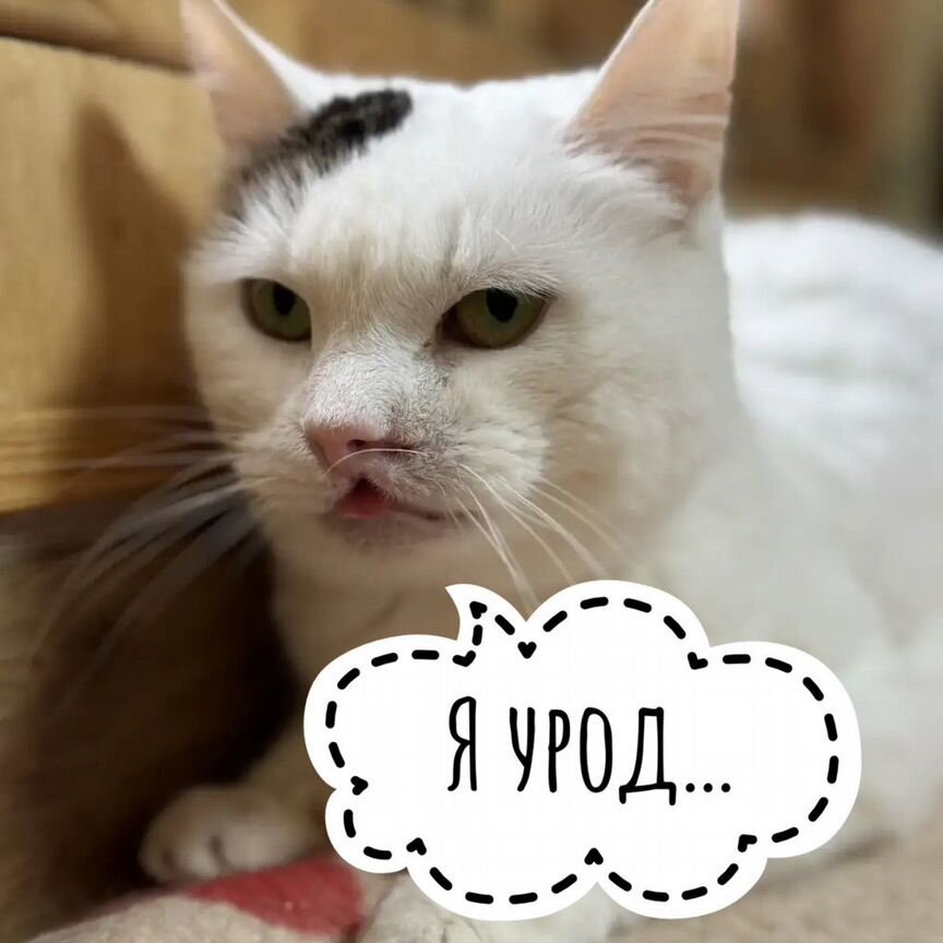 Взрослый кот в добрые руки