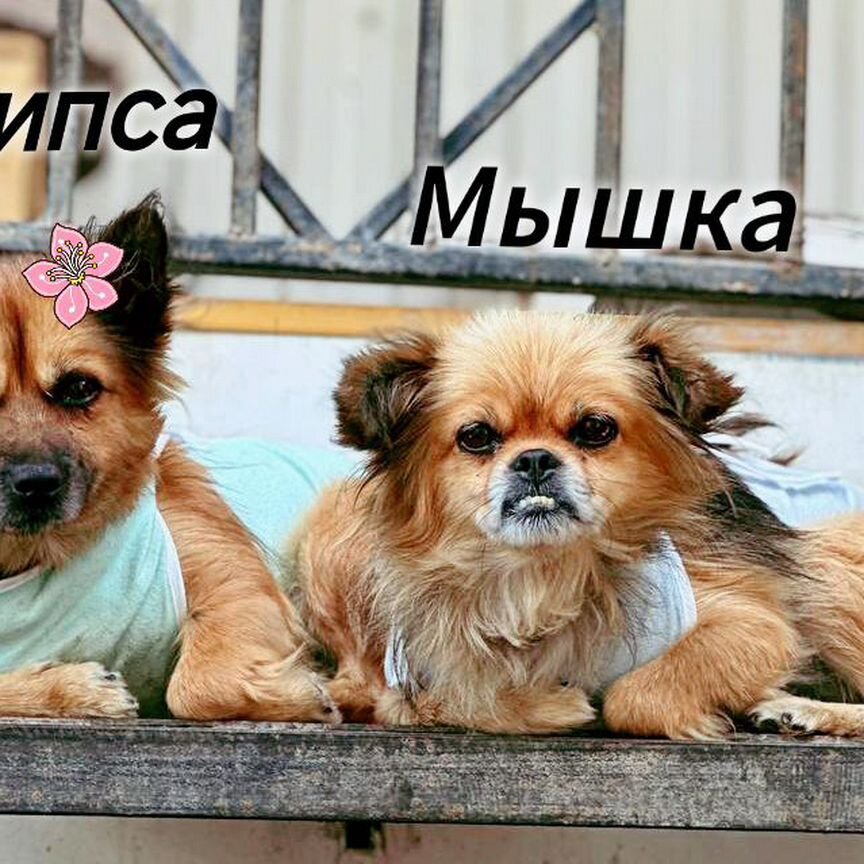 Маленькие собаки в добрые руки