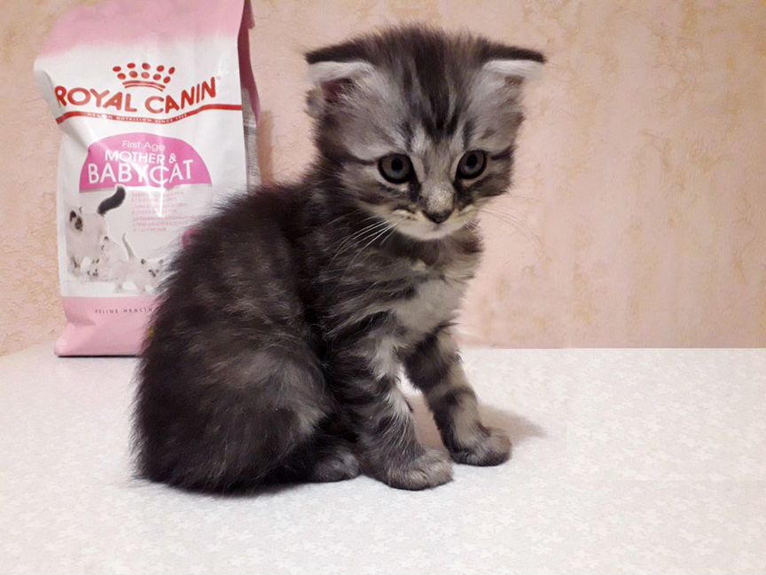 Котенок мальчик 2 месяца