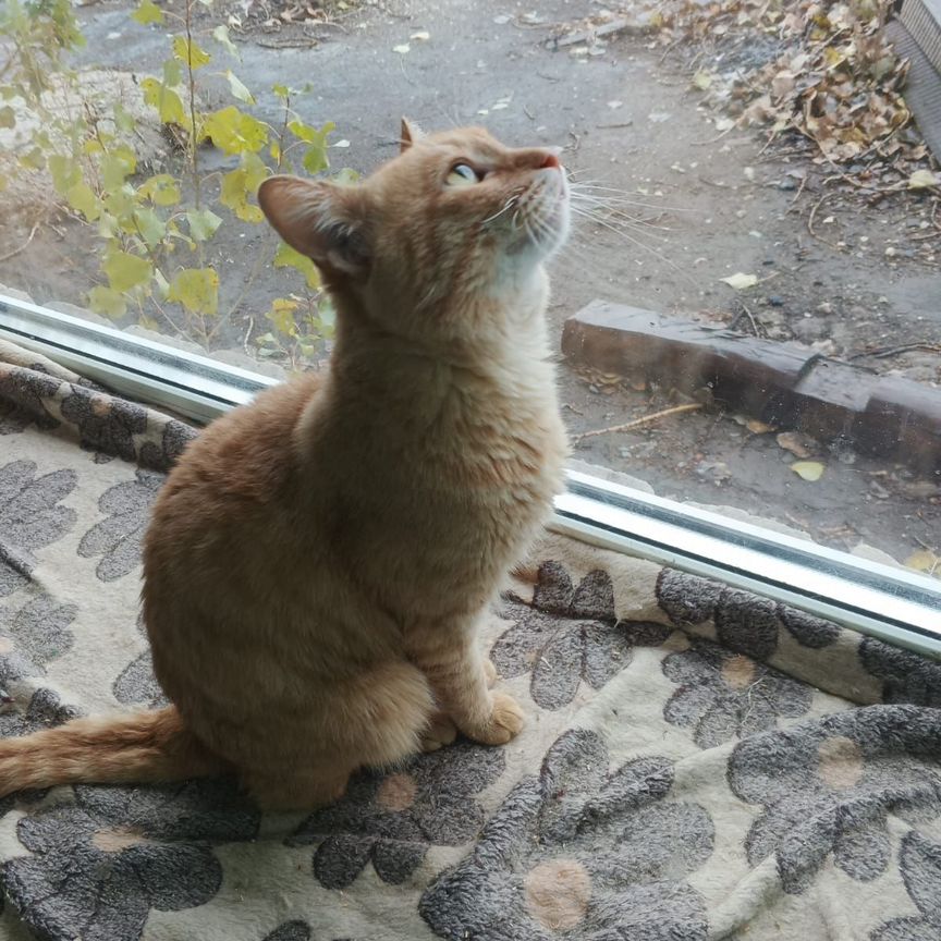 Котик ищет любящую семью