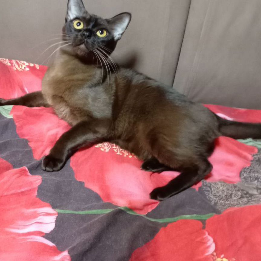 Европейская бурманская, взрослая кошка