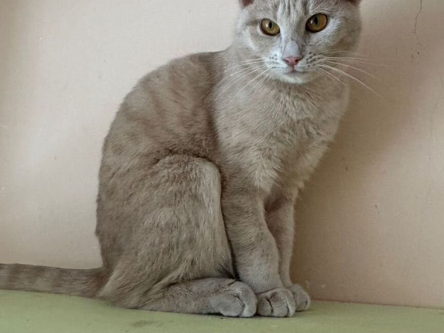 Котенок(8мес) девочка бесплатно в добрые руки
