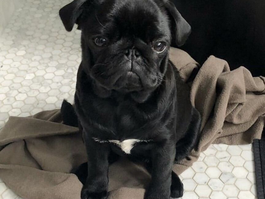 Мопс прекрасные детки