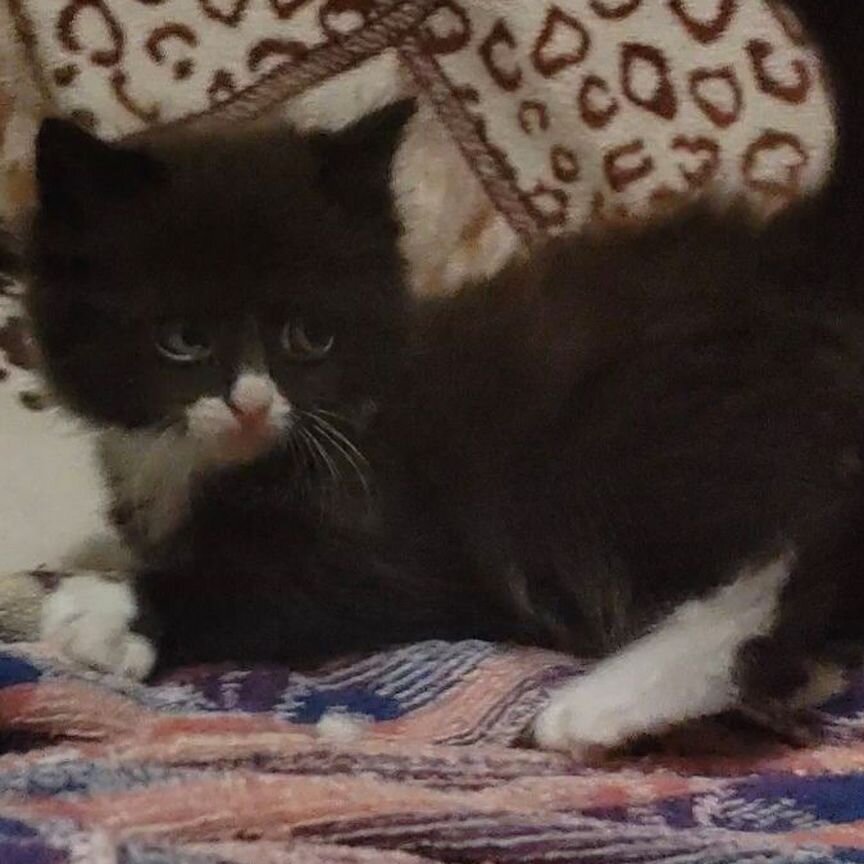 Сибирский котёнок