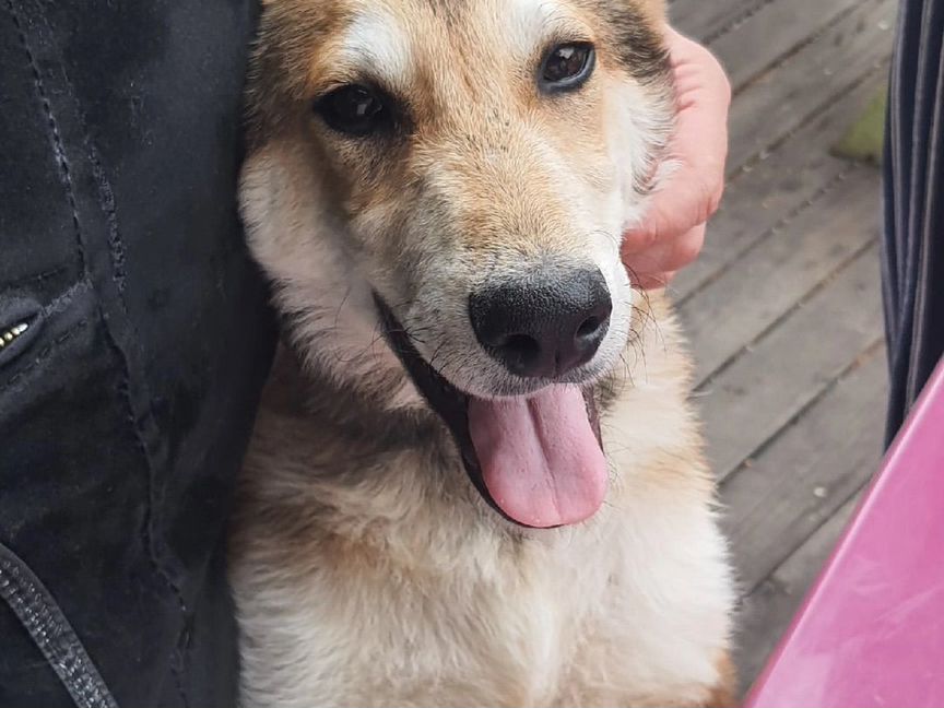 Пес ищет дом