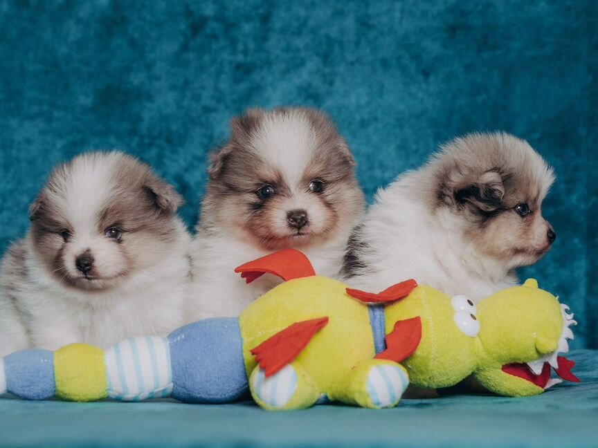 Малыши шпицики