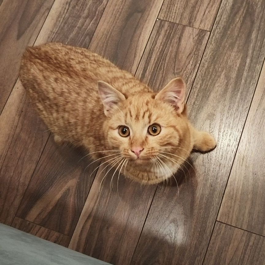 Дачные котята