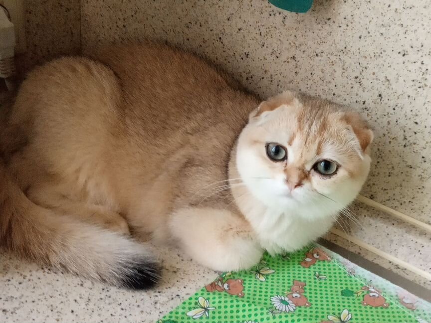 Фантастический парень золотая шиншилла 4,5 мес