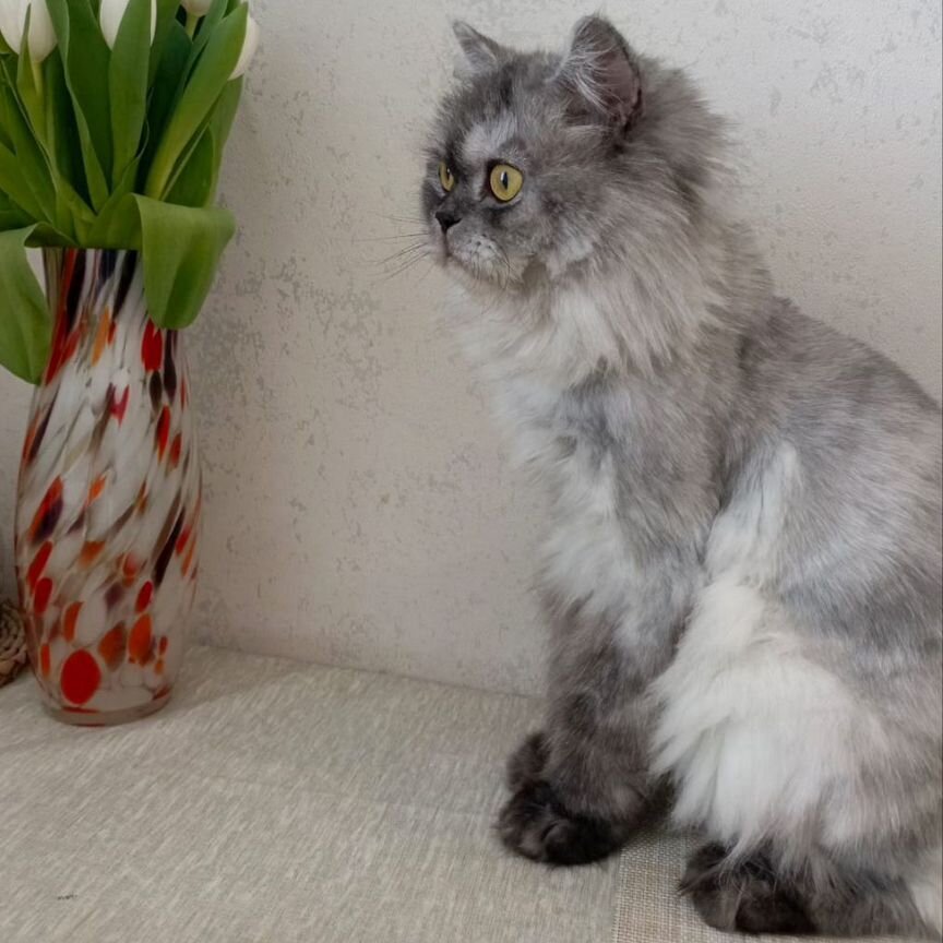 Шотландская прямоухая длинношёрстная кошка, взрослая