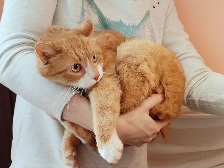 Рыжий котик