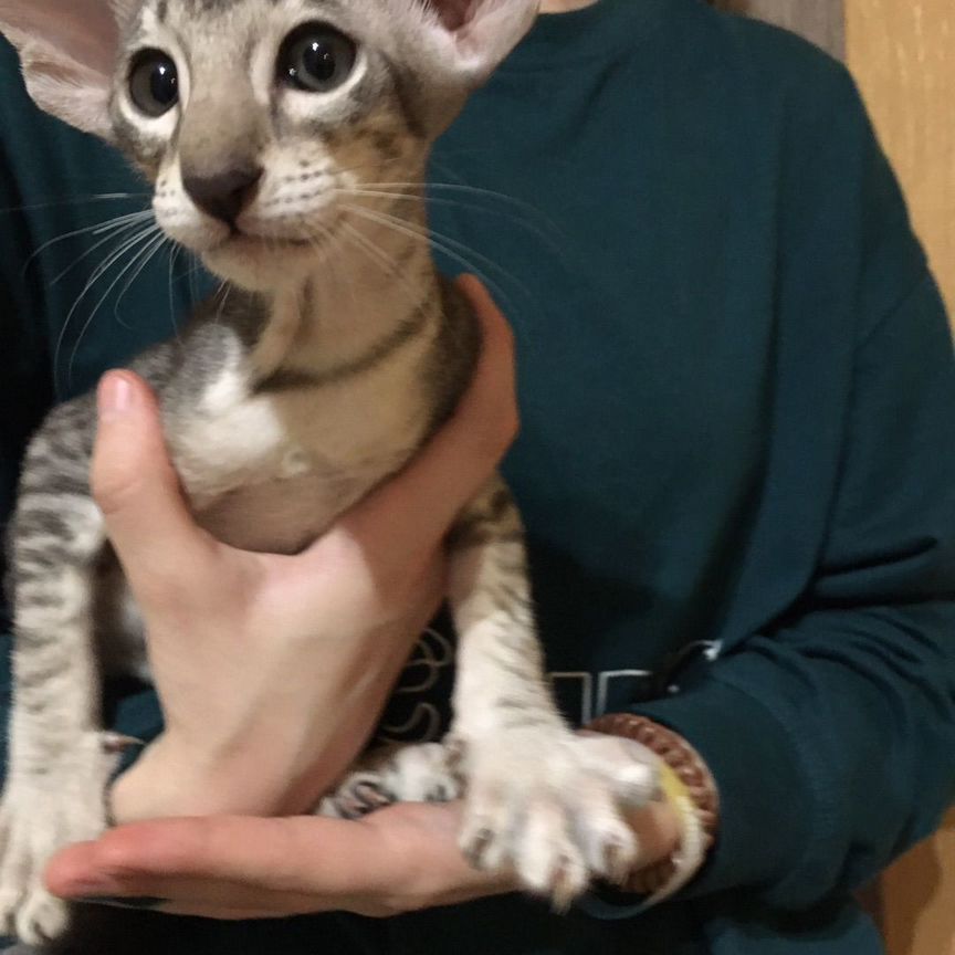 Ориентальные котята москва