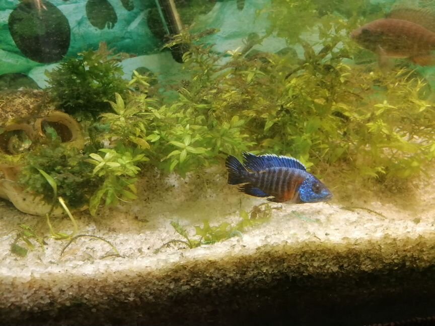 Аулонокара Ньяса (ред флеш)