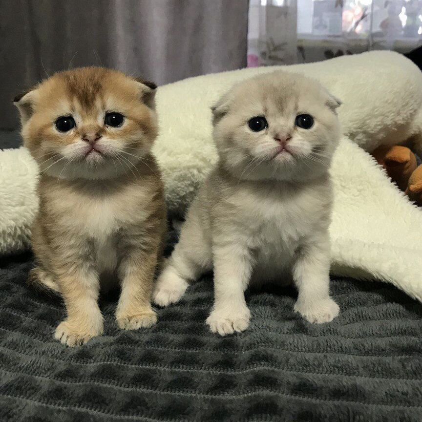 Шотландские вислоухие котята