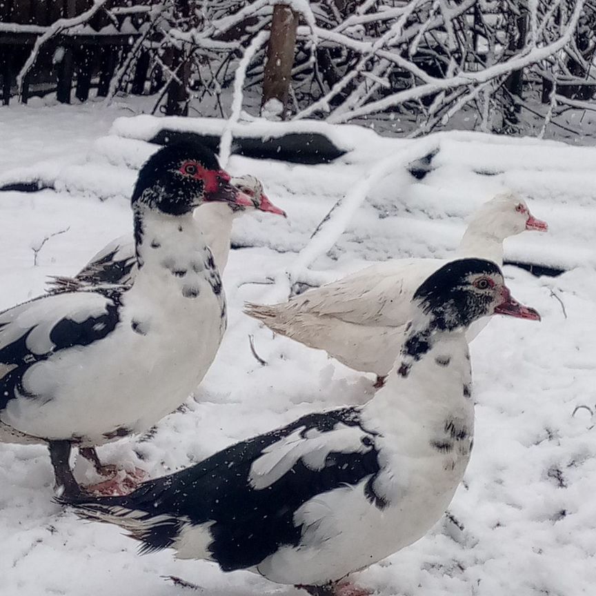 Мускусные утки