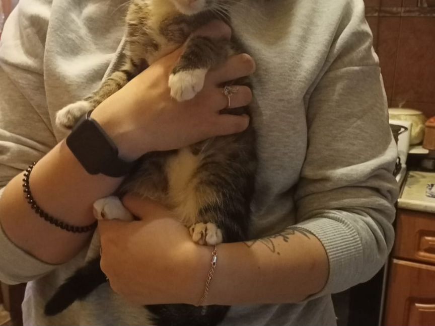 Котенок мальчик