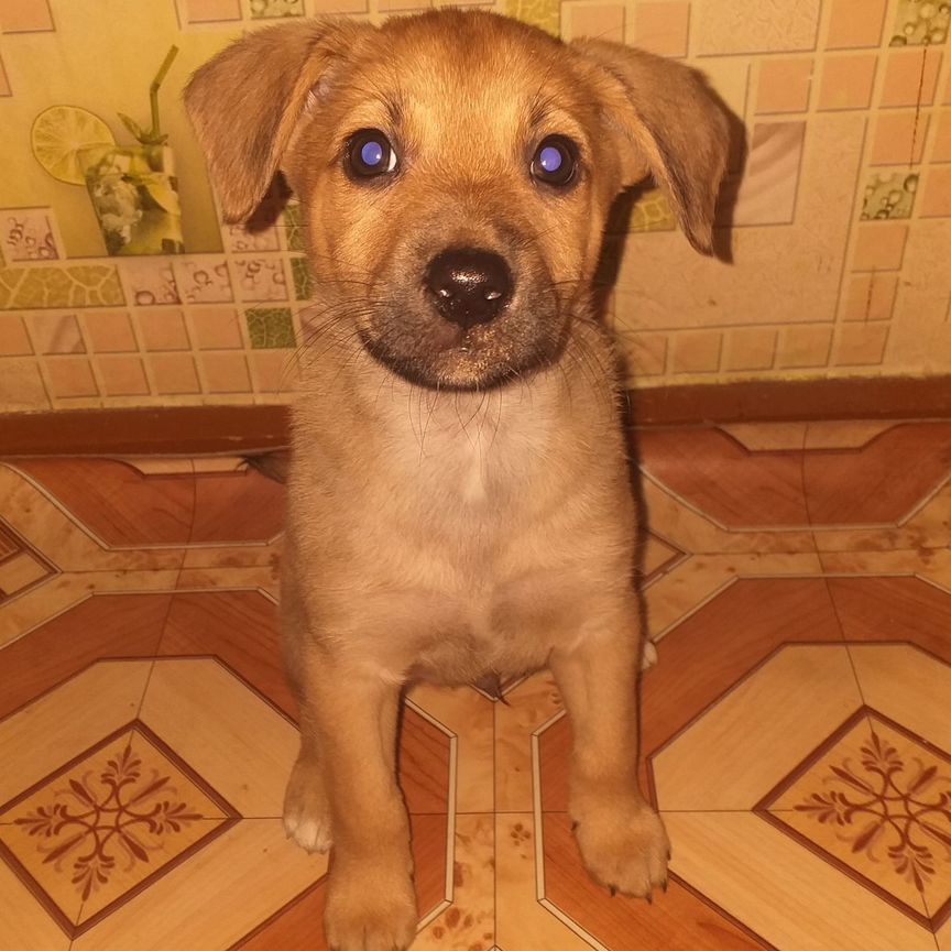 Отдам в хорошие руки,кабель,родился 12 октября