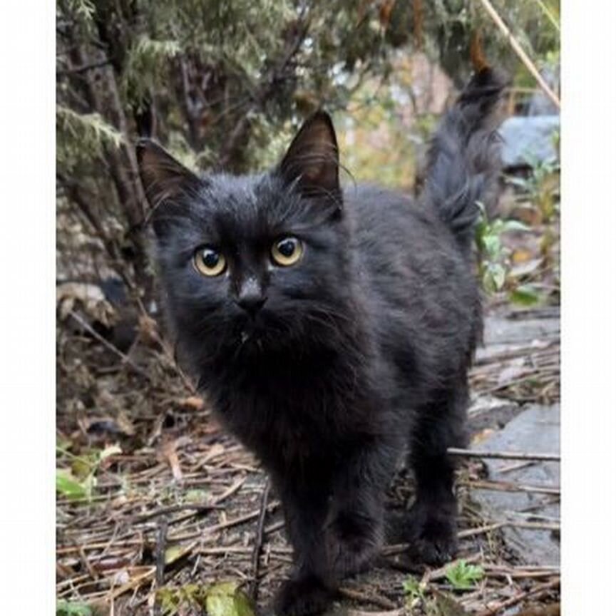 Спасите кошечку