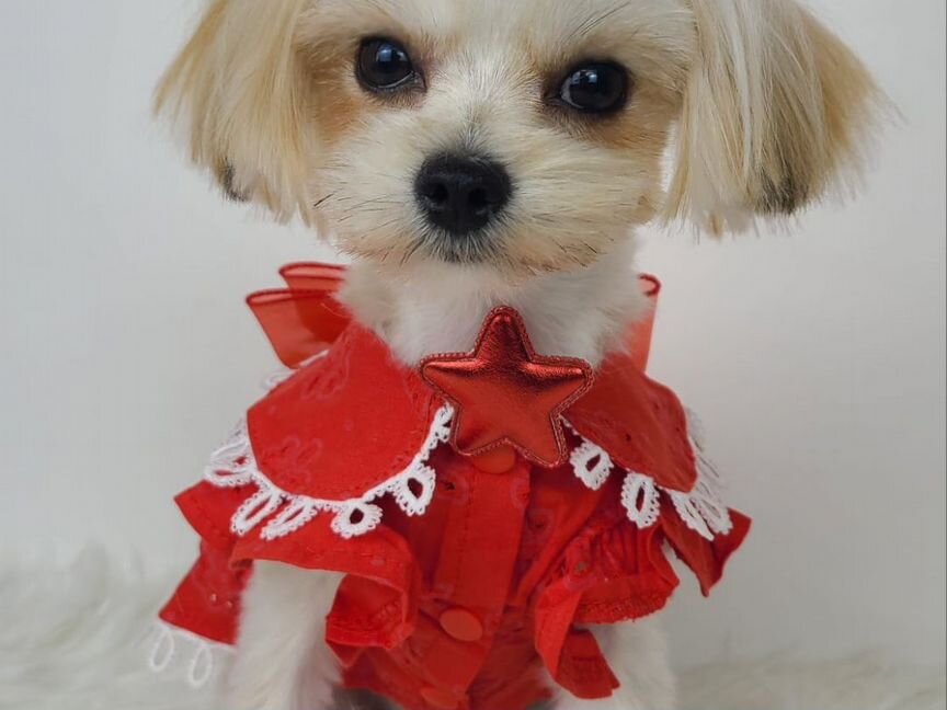 Русская салонная собака