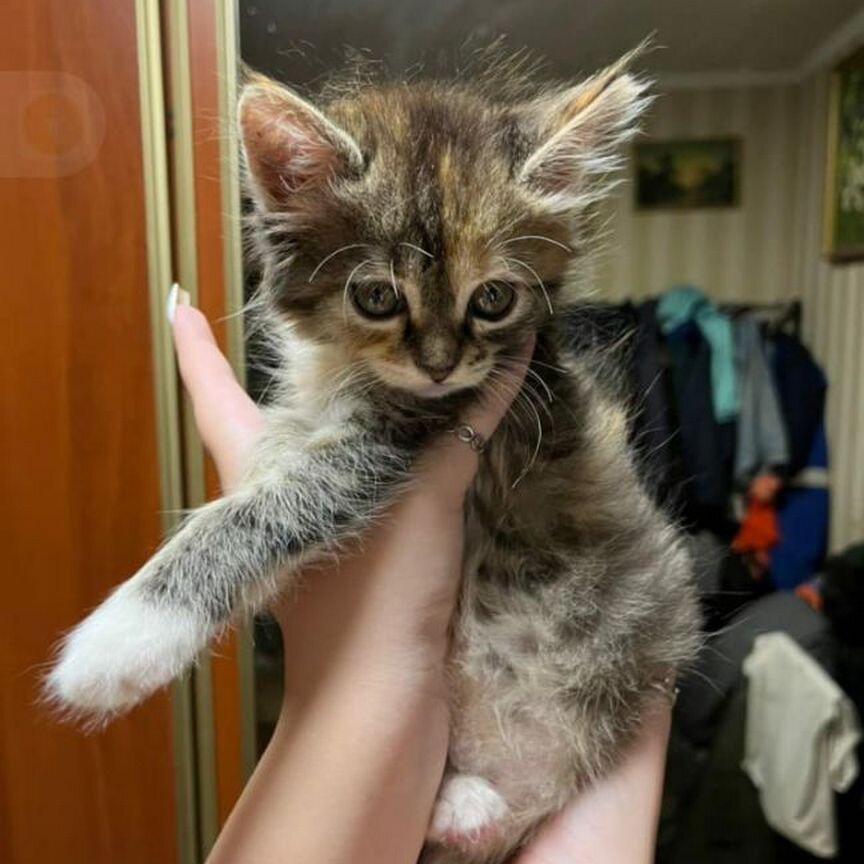 Котенок - девочка