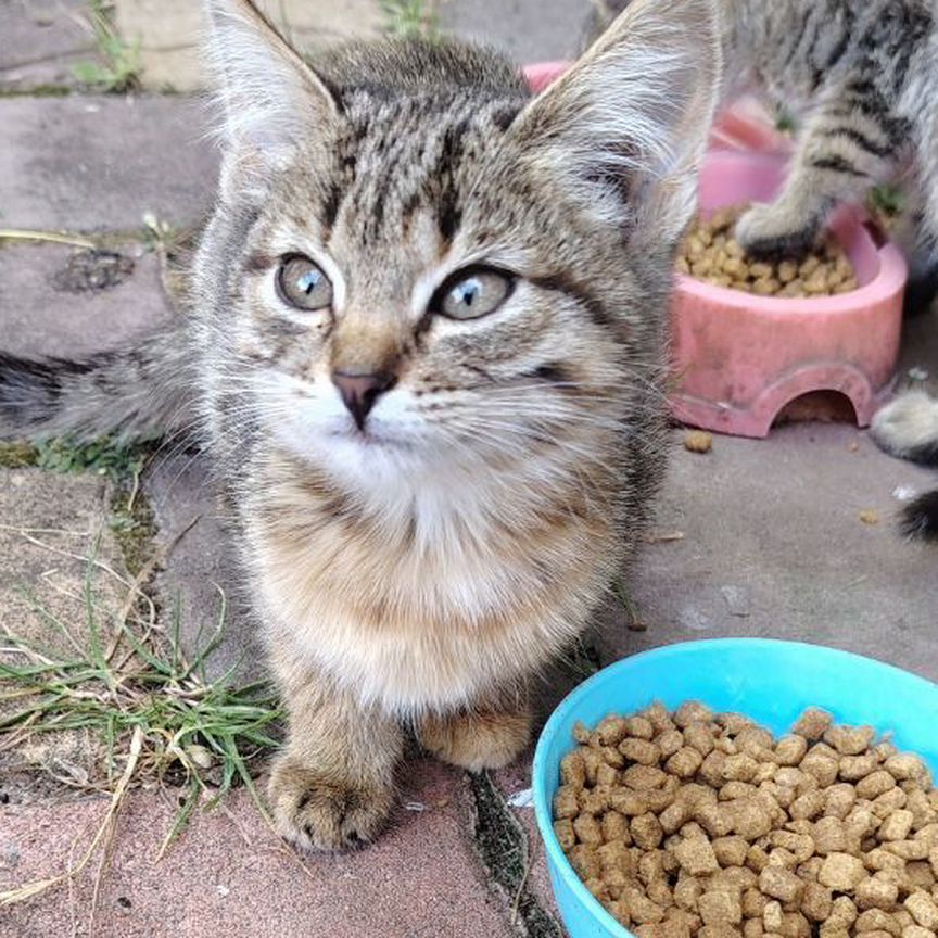 Котёнок