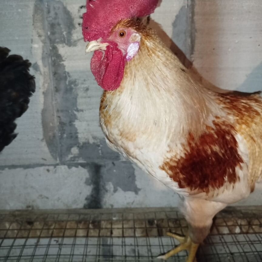 Молодые петухи