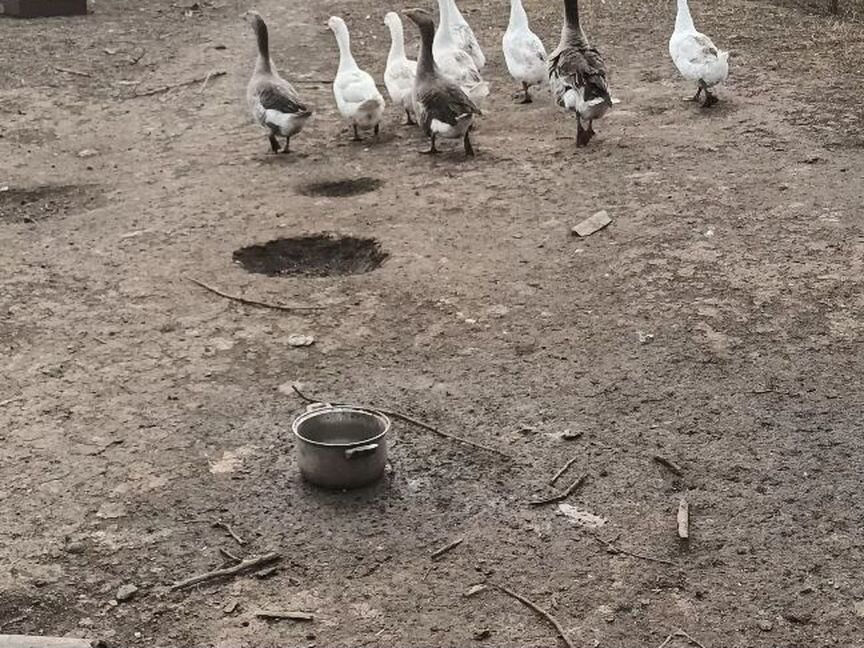 Гуси взрослые. 6 шт. Возраст 1 год