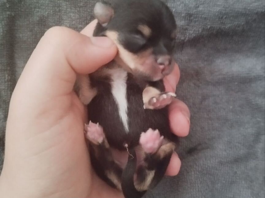 Щенки той терьер