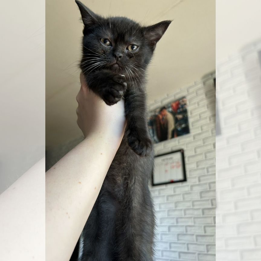 Шотландские прямоухие котята