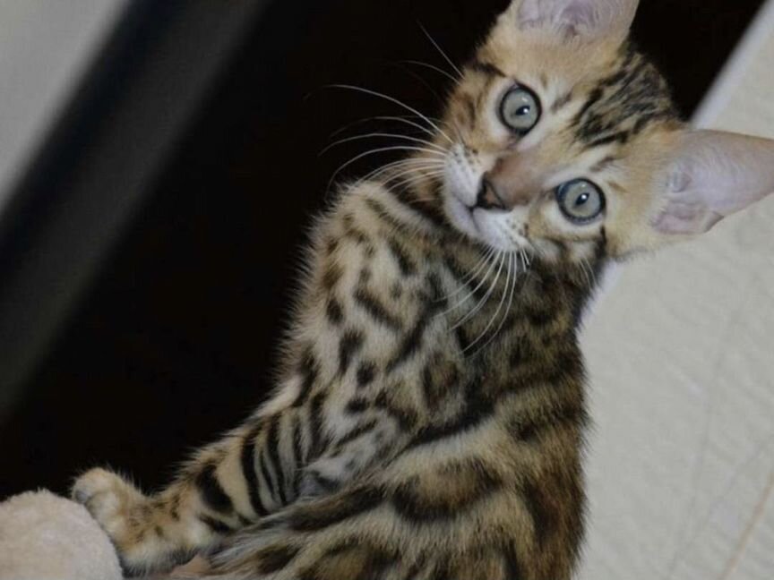 Бенгальская